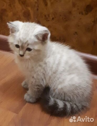 Котёнок "Британская шиншила"