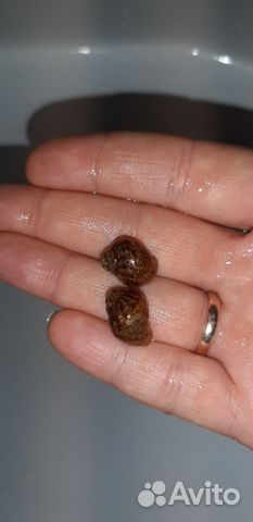 Подарю улиток ахатин