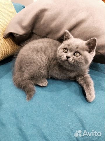Шотландский котенок девочка