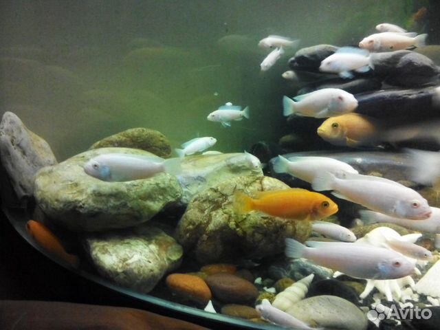 Цихлиды Белый принц