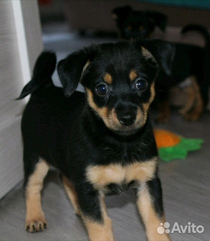 Очаровательные щенки той-терьера