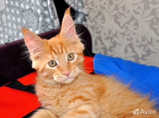 Красный солидный котик мейн-кун
