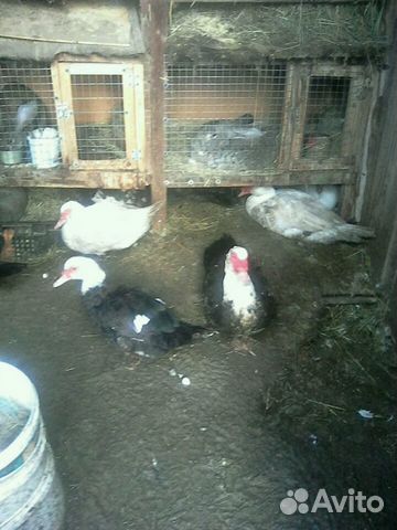 Индоутки, цесарки, кролики