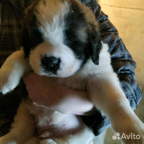 Купите Щенка в Красноярске Сенбернара длинношерстн