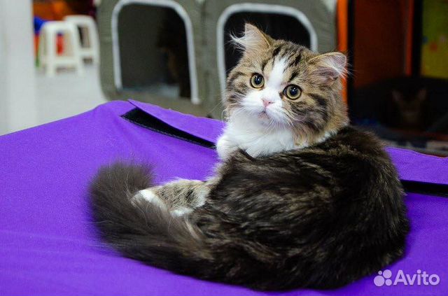 Продаю шотландских котят