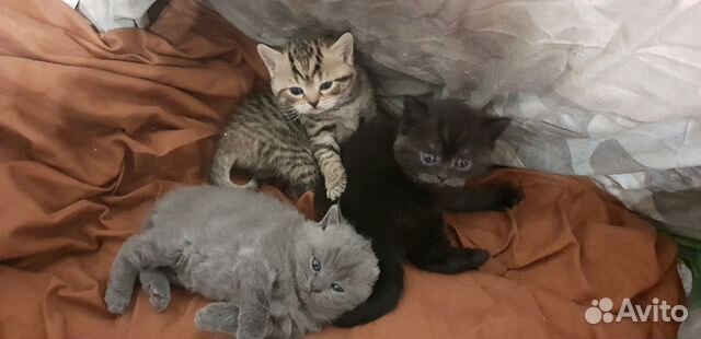 Британские котята