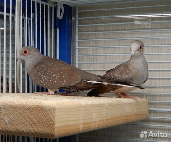 Бриллиантовая горлица