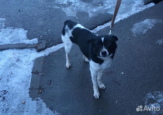 Собака мальчик ищет дом