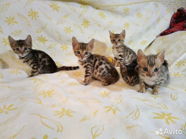 Клубные бенгальчики