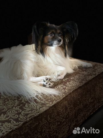 Папийон ищет девочку