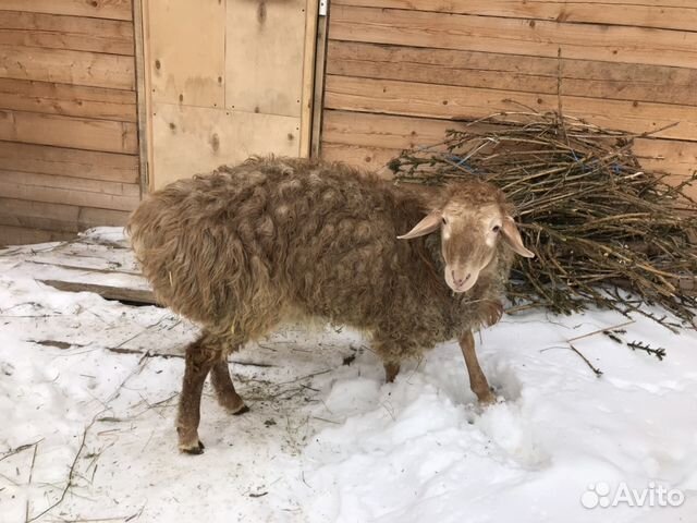 Баран породы эдельбай