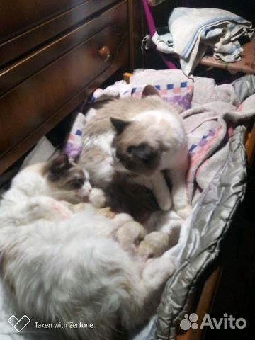 Милашки рэгдолл