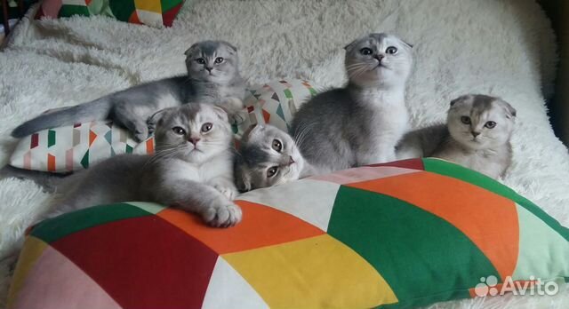 Шотландские вислоухие котята (серебро, серые, шинш