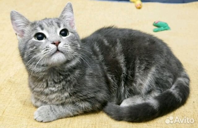 Отдам котенка