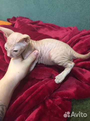 Донской сфинкс