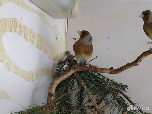 Гибрид канарейки