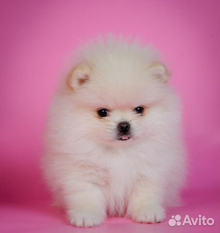 Шпицы Мини Мишки Милашки