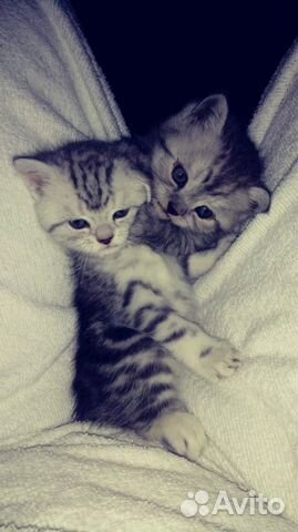Британские котята