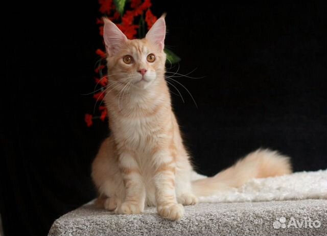 Красный мраморный котик мейн кун