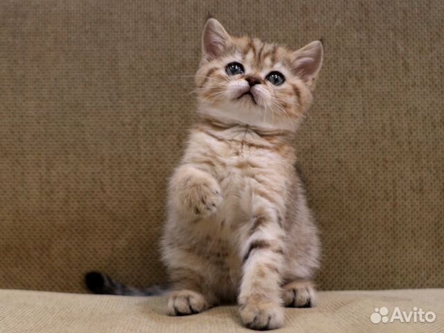 Золотая кошечка скоттиш страйт