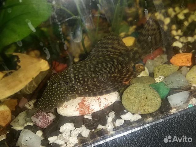 Рыбы Анцитрус