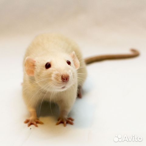 Крыса Дамбо