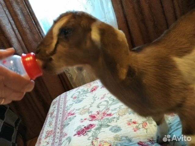 Нубийские козлята