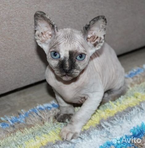 Канадский сфинкс