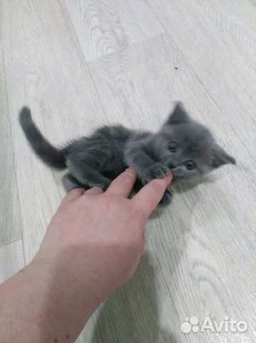 Котёнок девочка