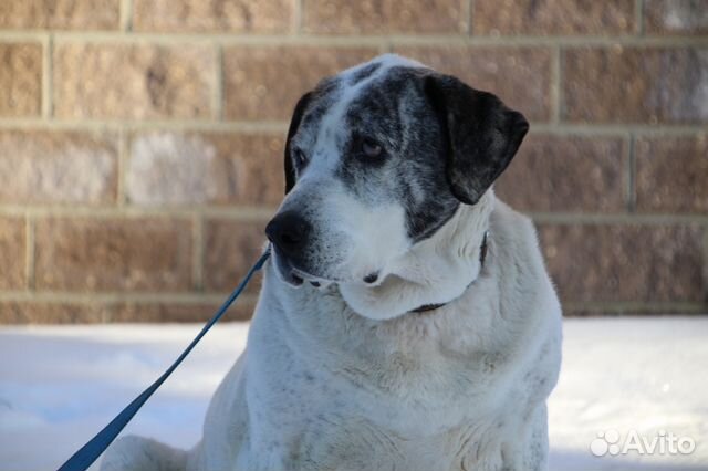 Изольда - эксклюзив в дар