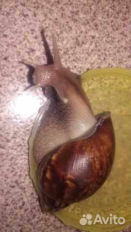 Отдам улиток