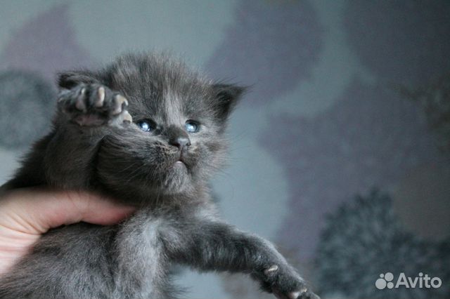 Котята мейнкунчики из питомника