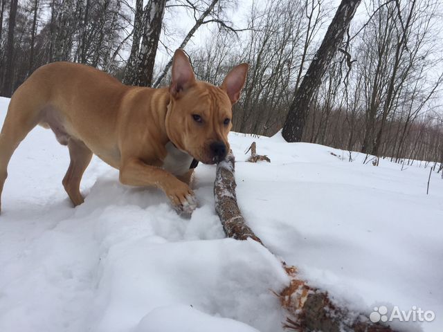 Стафорд, отдам в добрые руки