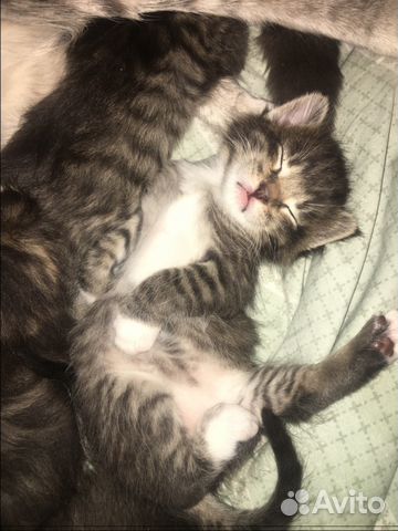 Котята метисы, полосатые
