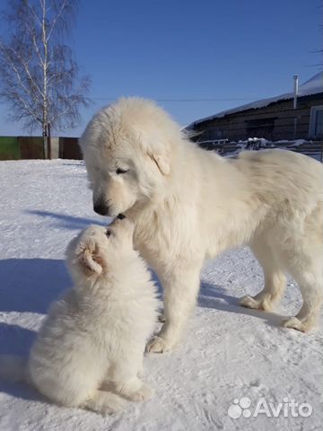 Щенки овчарки