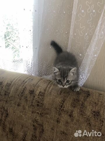 Продам котят британской породы