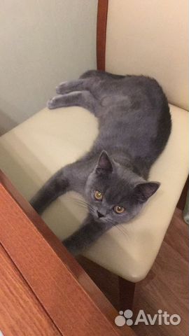 Русская голубая