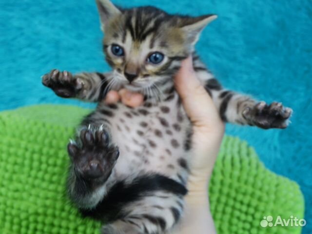 Бенгальские котятки "розетка на золоте"