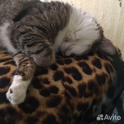 Отдам кота величать Тимохой