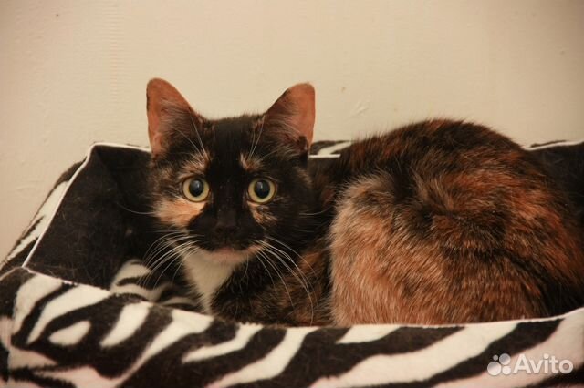 Кошечка Маска