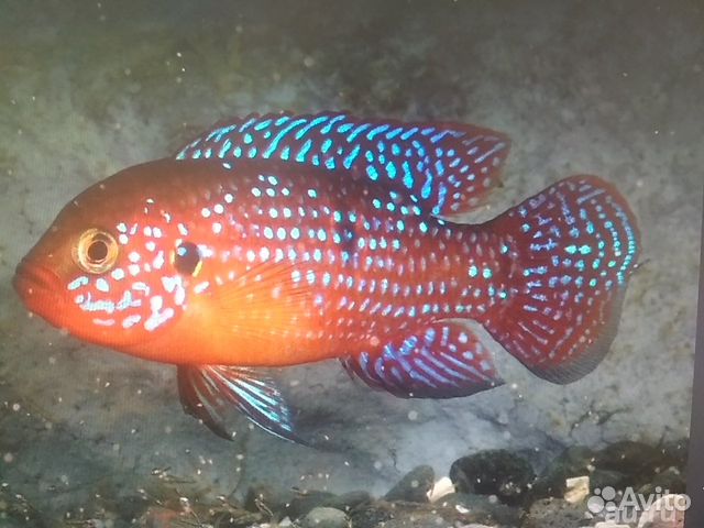 Хромис крачавец