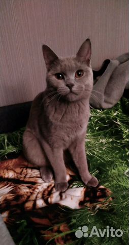 Найден британский домашний кот (на Веденяпина)