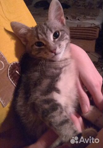 Кошечка в любящие руки