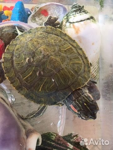 Красноухая декоративная черепаха