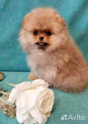 Супер мини vip девочка померанского шпица
