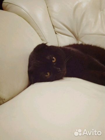 Котик ищет подругу