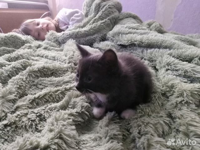 Котенка сиама в добрые руки