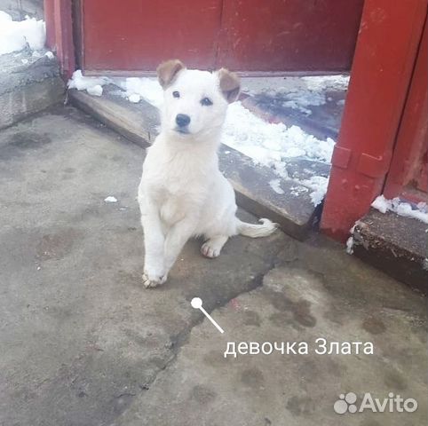 Злата щенок