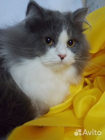 Пушистый пухляш Кузьмич, 7 месяцев