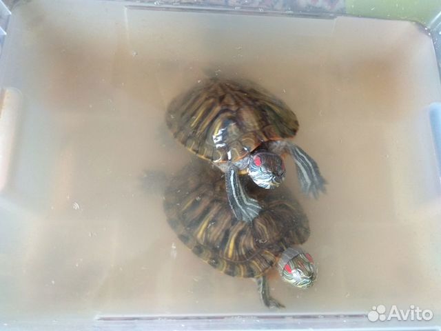 Отдам красноухих черепах